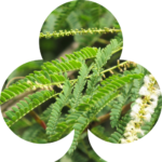 Herbal Extract Manufacturers in India | Naturextrakte Bioscience