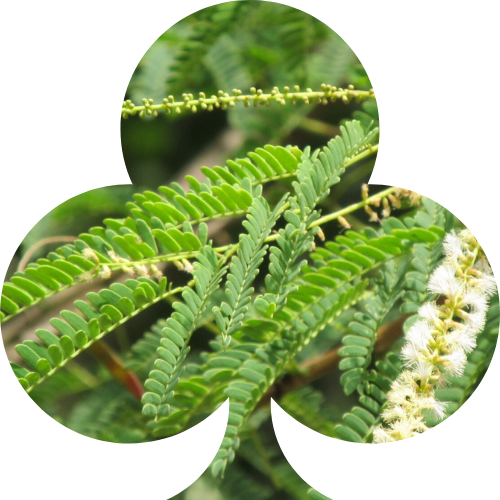 Herbal Extract Manufacturers in India | Naturextrakte Bioscience